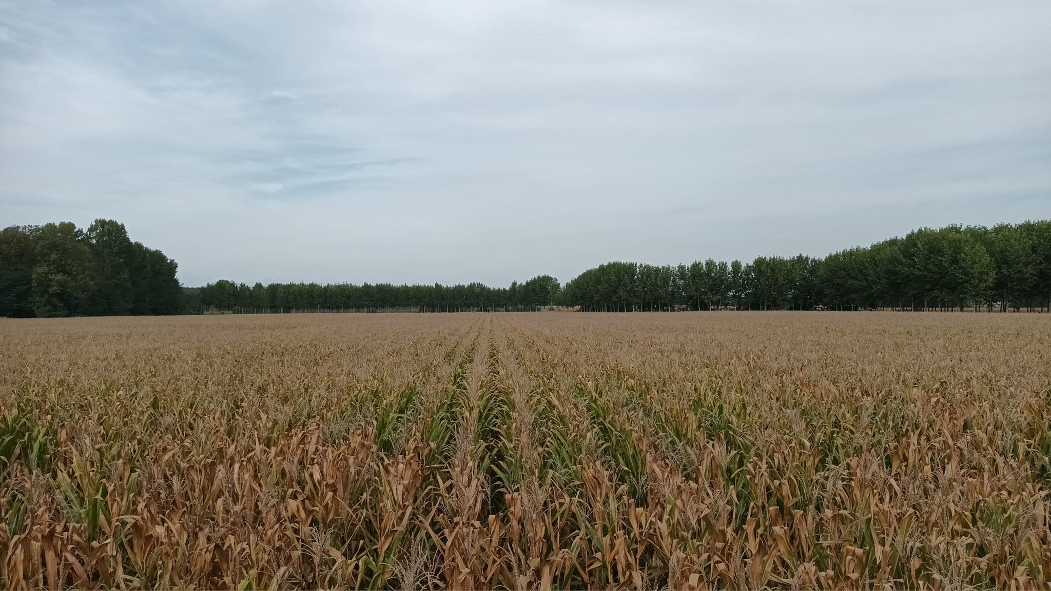 Campagna 2022 – Az. Agr. La Maddalena – Boieri S.r.l.