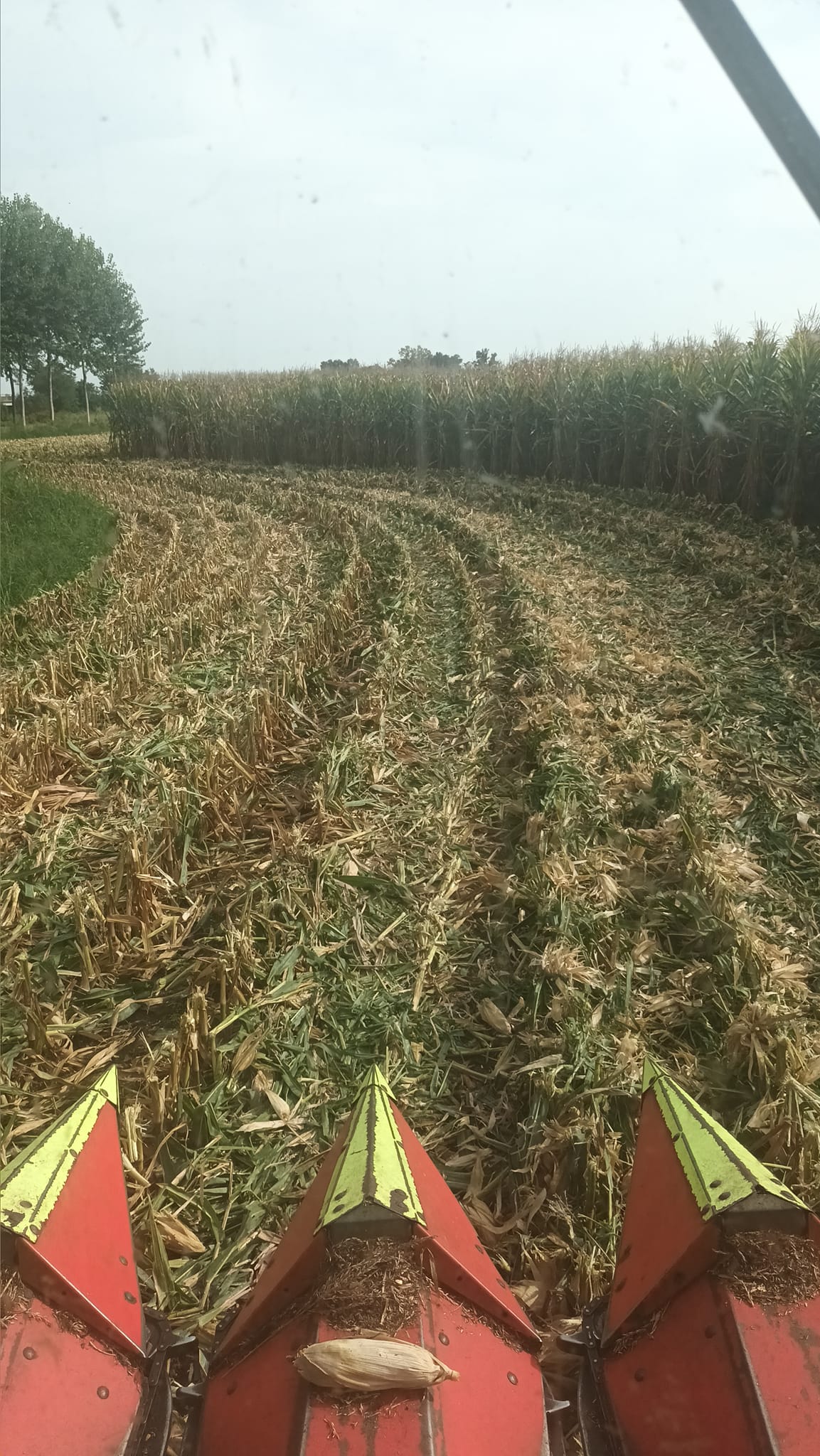 Campagna 2022 – Az. Agr. La Maddalena – Boieri S.r.l.